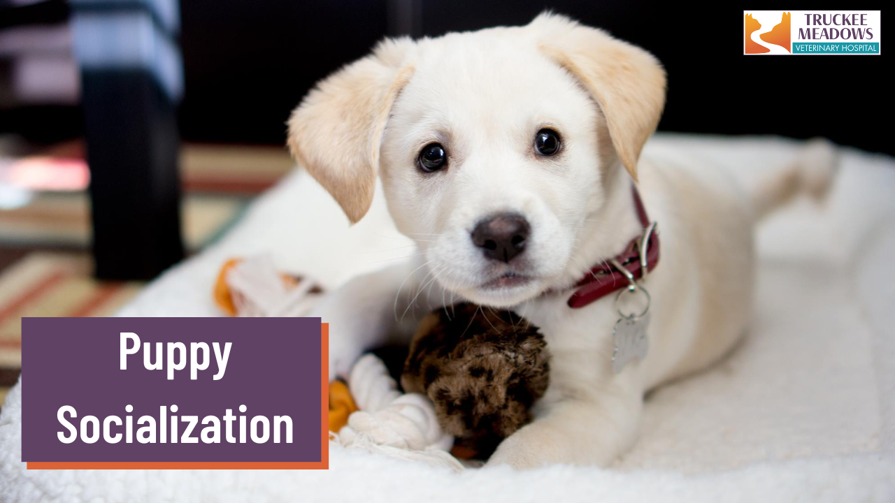 Puppy Socialization | Truckee Meadows Veterinary Hospital